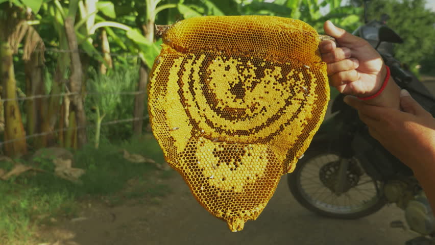 Honeycomb Collected From A Wild Beehive In Tropical Forest Stock ...