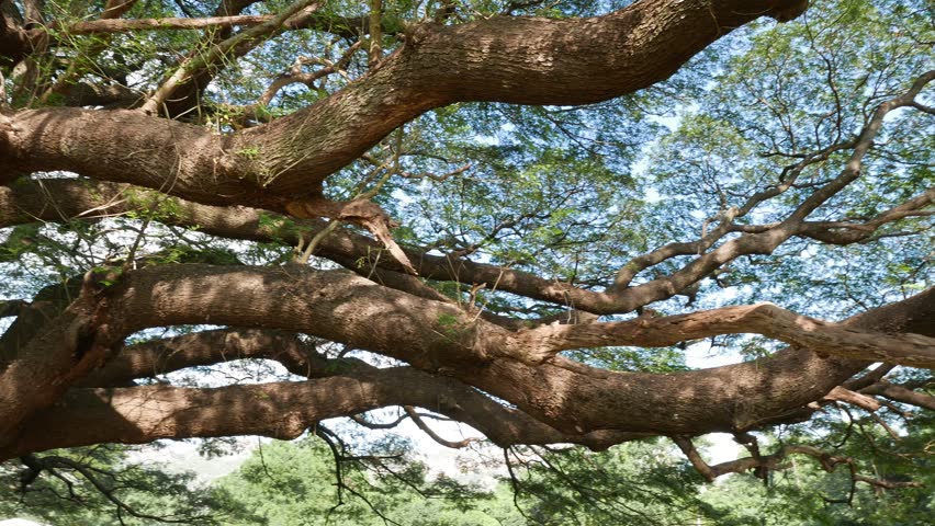 The Largest Monkey Pod Tree Or The Giant Monkey Pod Tree (Rain Tree ...