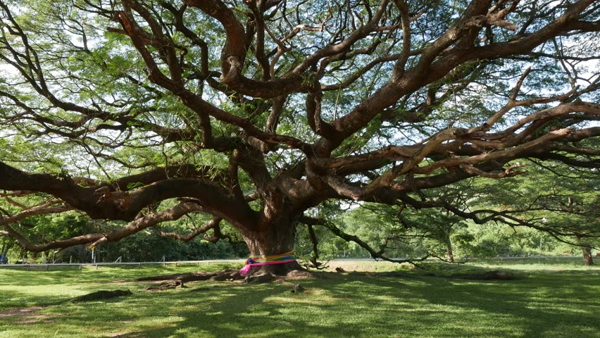 The Largest Monkey Pod Tree Or The Giant Monkey Pod Tree (Rain Tree ...