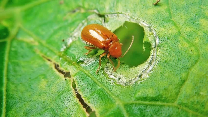 Close-up Cucurbit Leaf Beetle, Aulacophora Indica Stock Footage Video ...