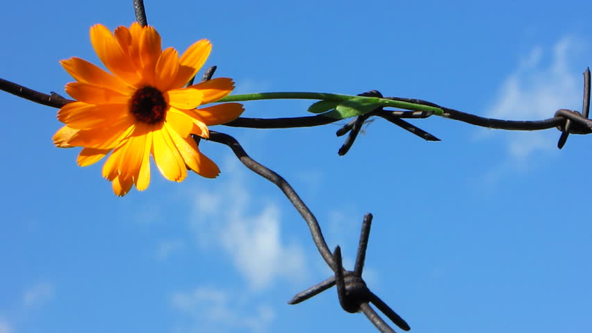 Barbed Wire Flowers