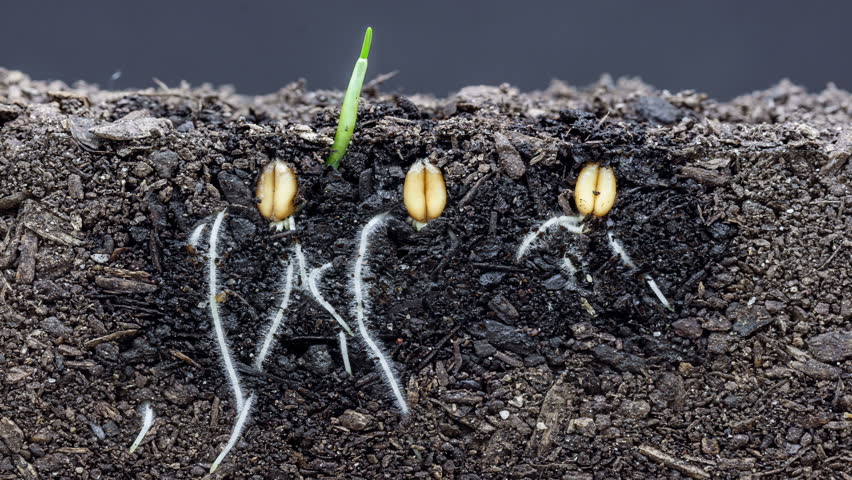 3 Grain Seeds Growing Growing From Soil, Underground And Overground ...