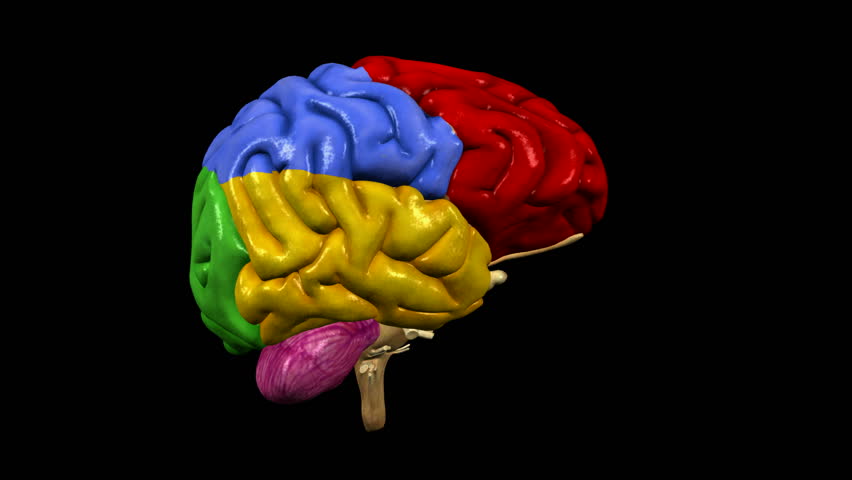 Looping Brain Animation With Alpha Matte Stock Footage Video 864526 ...