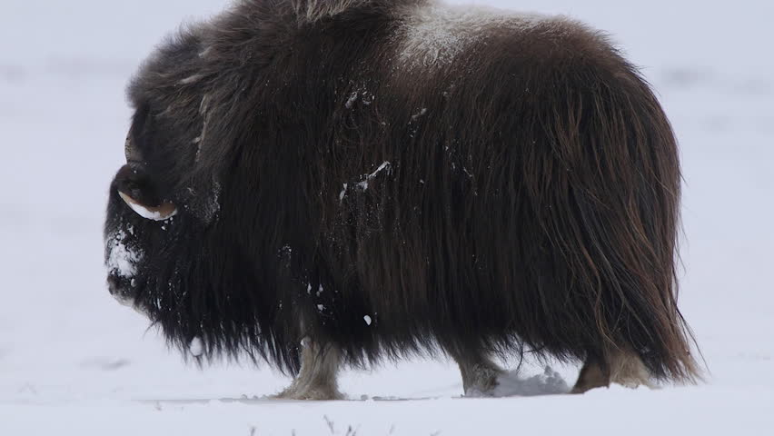Two Bull Musk Ox Fighting In Snow And Wind Winter Scenery Stock Footage ...