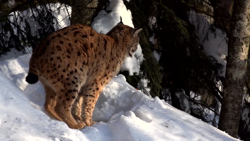 A Eurasian Lynx (Lynx Lynx) Eating A Prey And Watching Around Wary ...