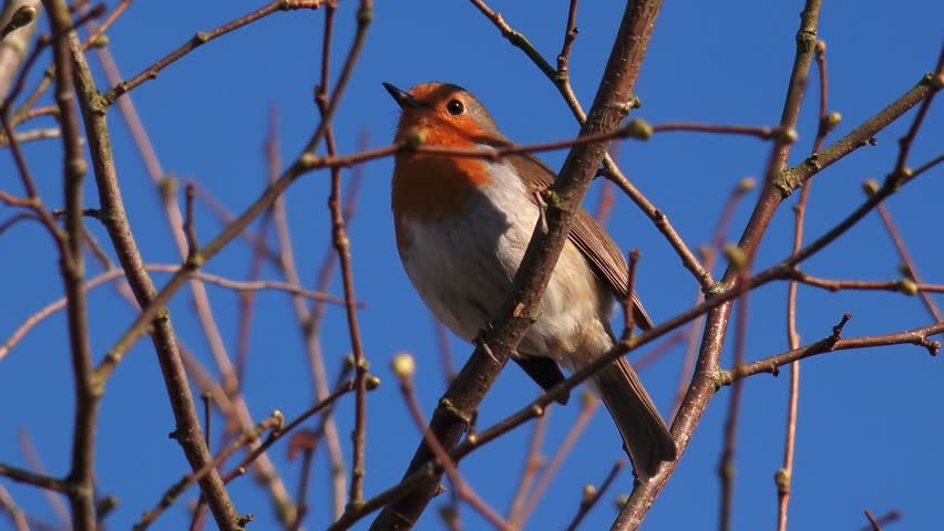 Robin Bird Singing In Tree - Staffordshire, England - March 2015 Stock ...
